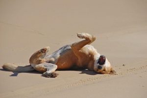 Wheeling Dog Track Program PDF | Download Now!
